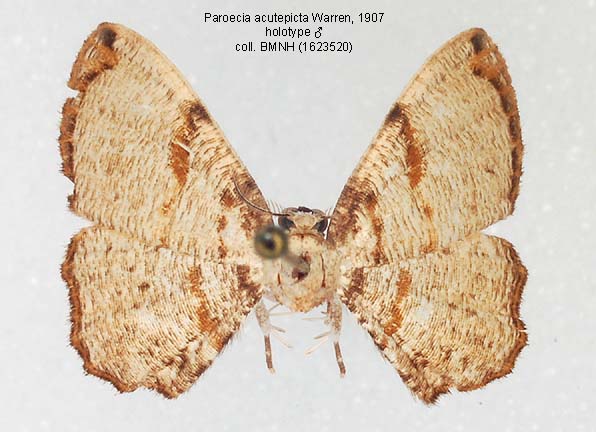 Papua Insects Foundation (Lepidoptera/Uraniidae)